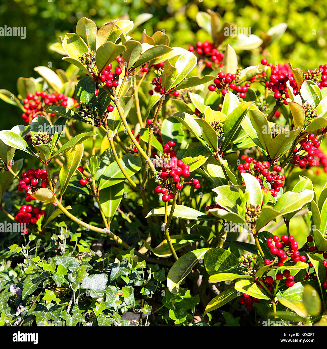 Berries Berry Gardening Horticulture Stock Photos & Berries Berry ...