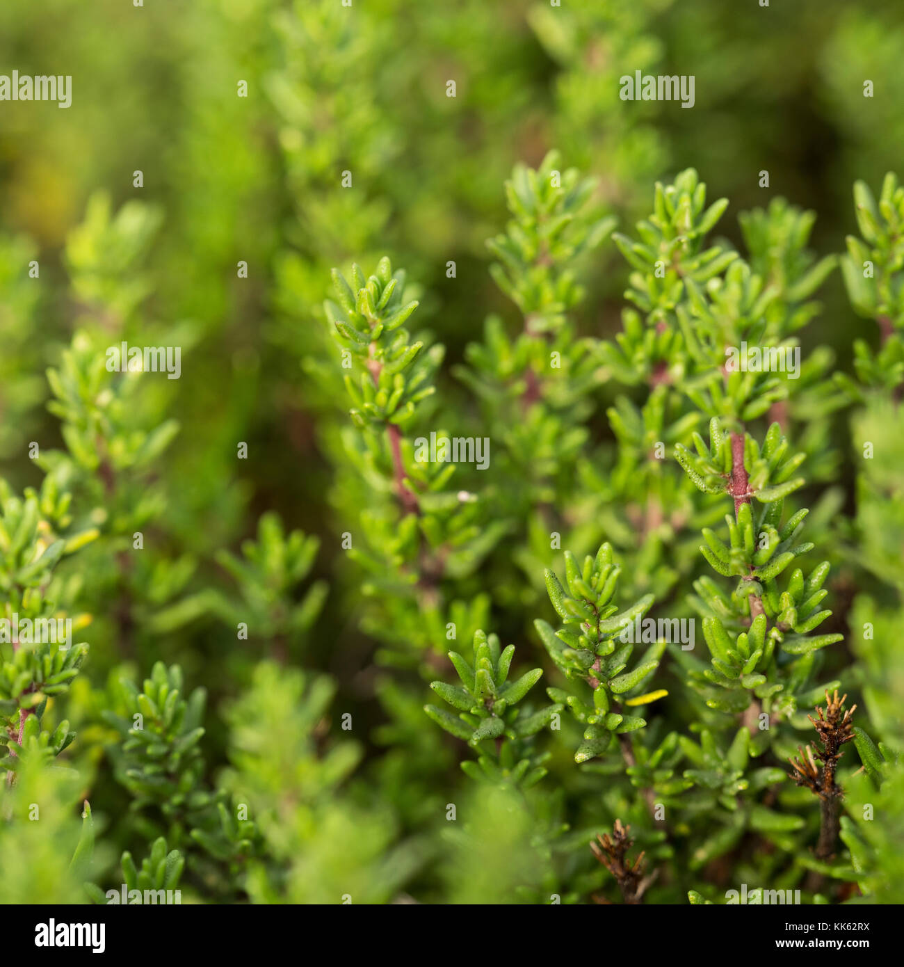 closeup of fresh thyme plant in herb garden Stock Photo - Alamy
