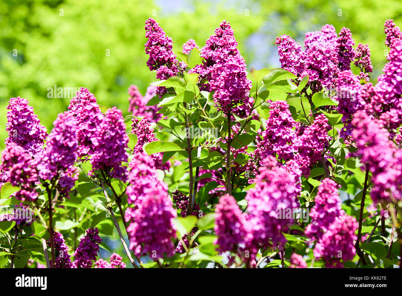 Captured in Summer sunlight, these beautifully formed Lilac blooms ...