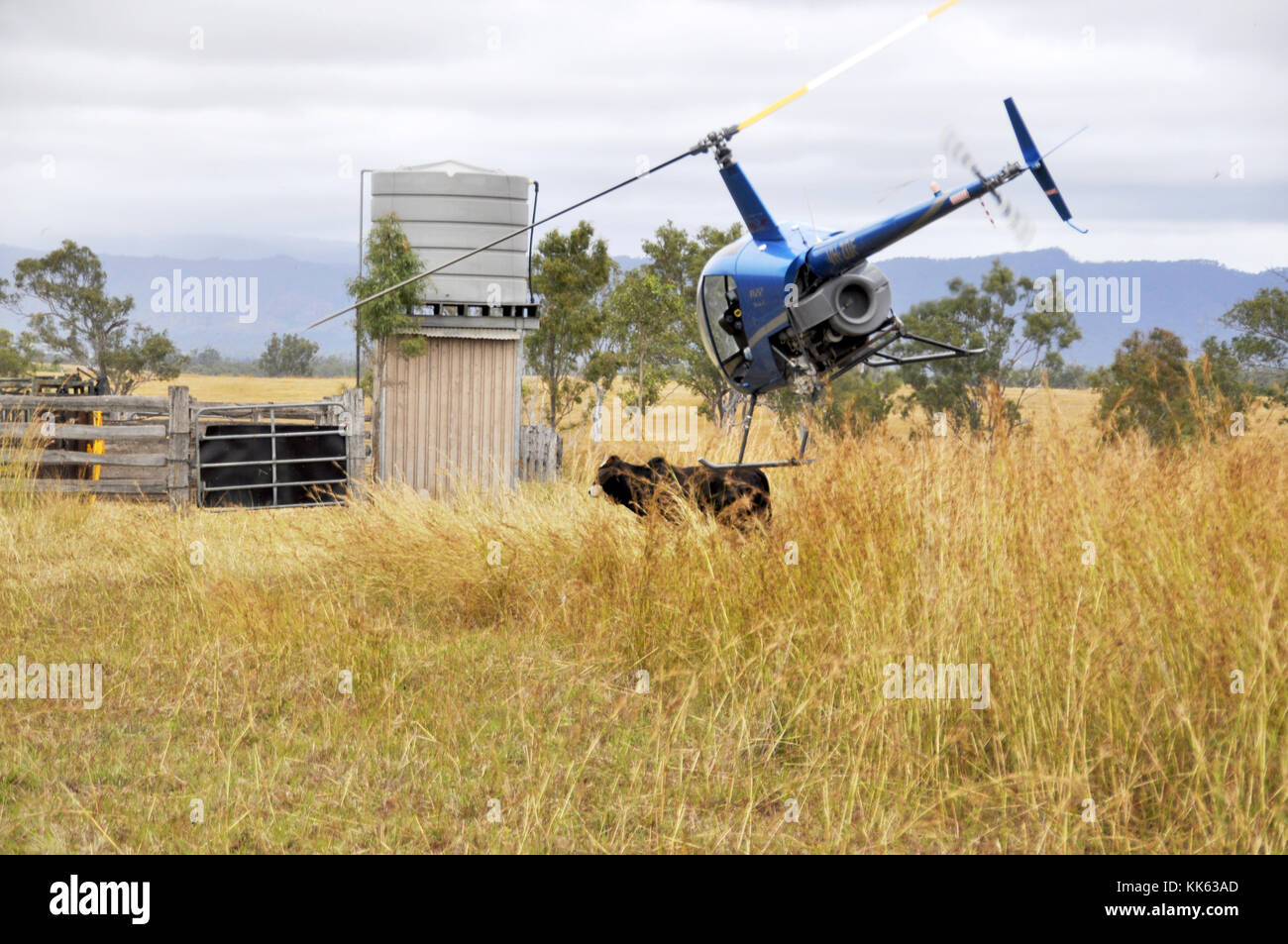 MUSTERING CATTLE BY HELICOPTER Stock Photo - Alamy