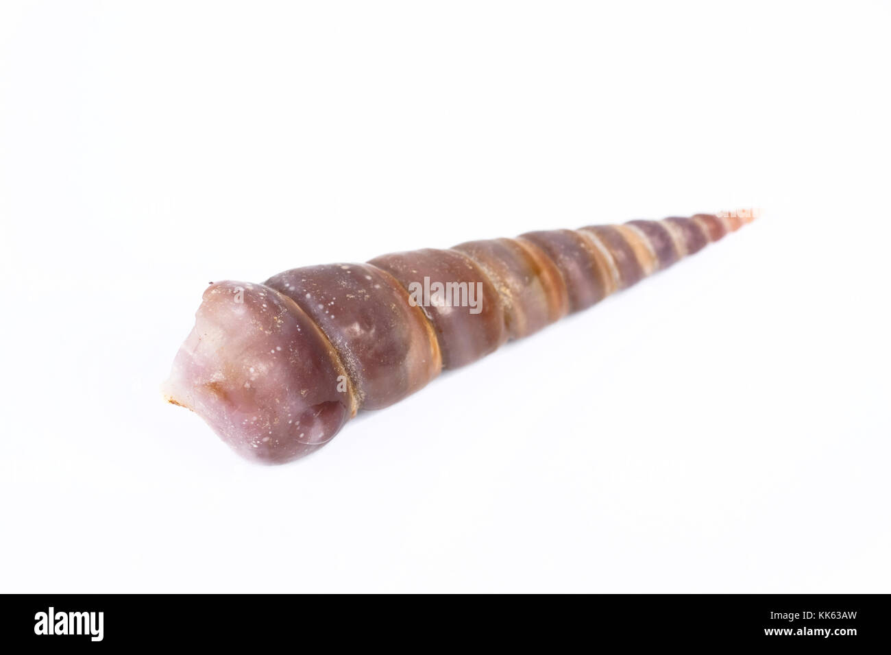 A dark spiral seashell isolated on white background Stock Photo - Alamy