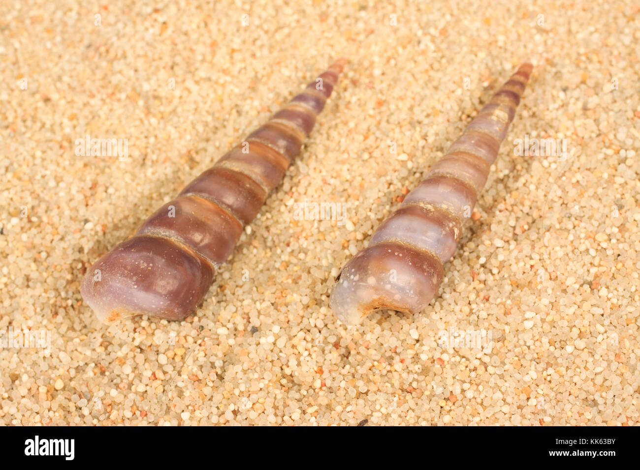 Two dark spirals seashell on golden sand Stock Photo - Alamy