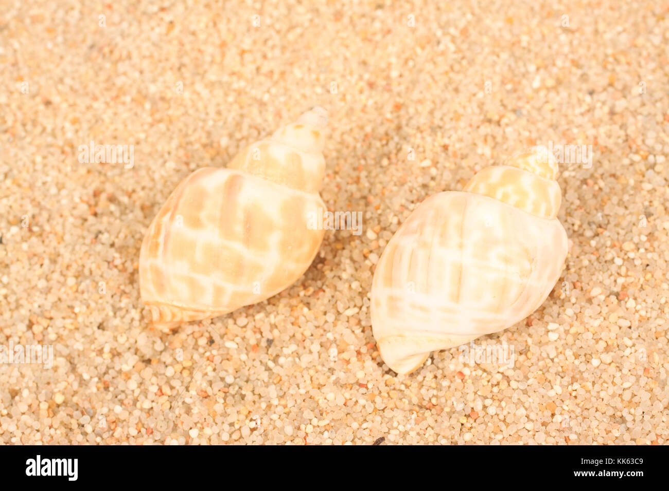 Two clear conch shell on golden sand Stock Photo - Alamy