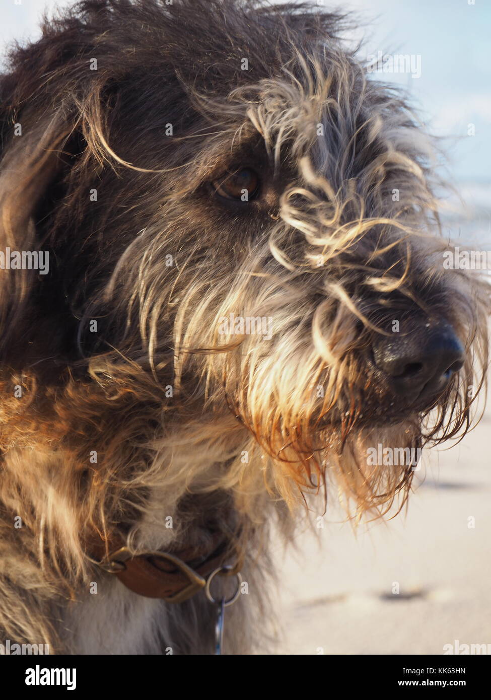 Long fur dog breed hi-res stock photography and images - Alamy