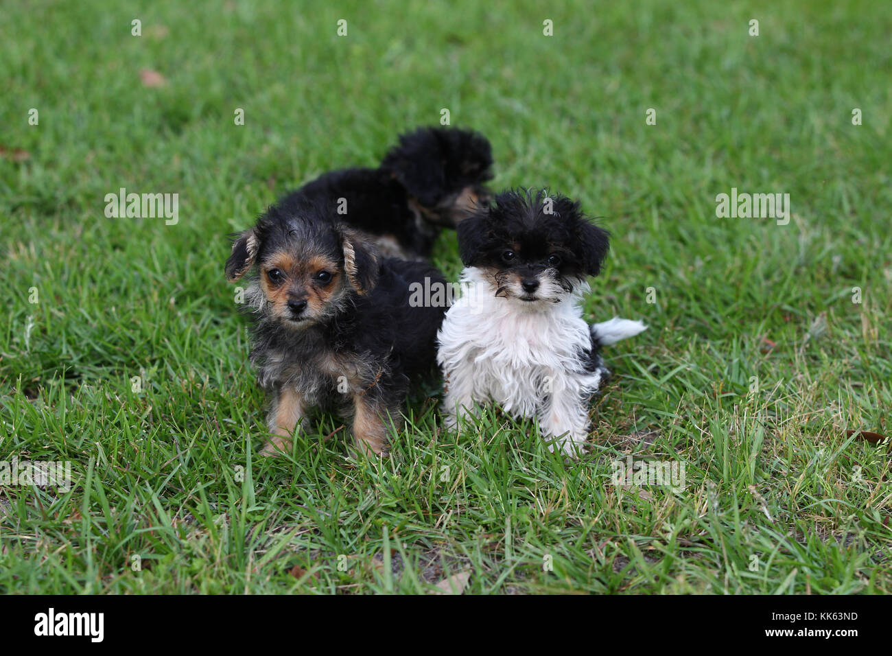 Yorkiepoo hi-res stock photography and images - Alamy