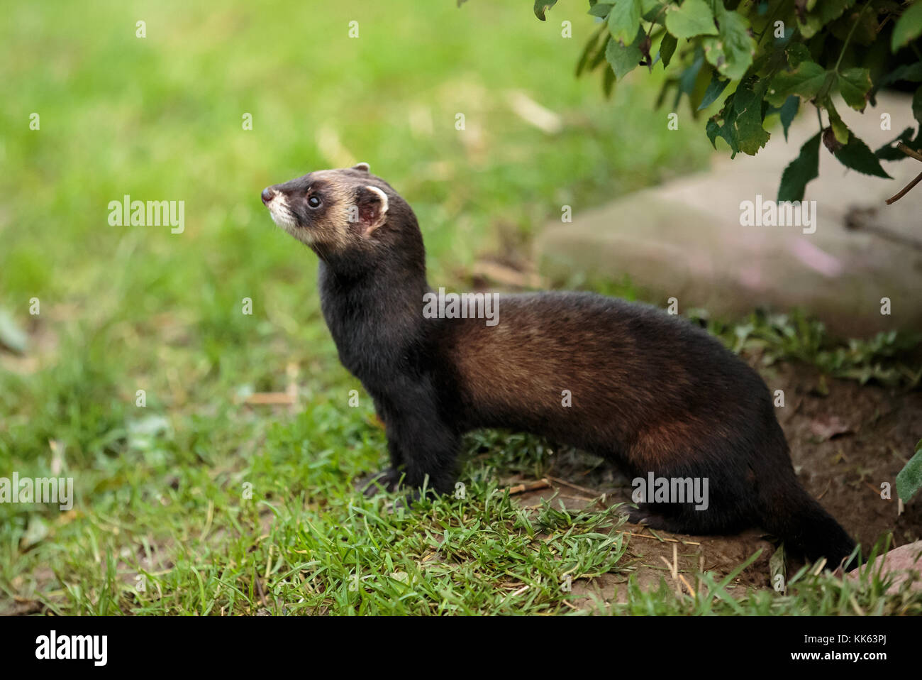 Uk black polecat hi-res stock photography and images - Alamy