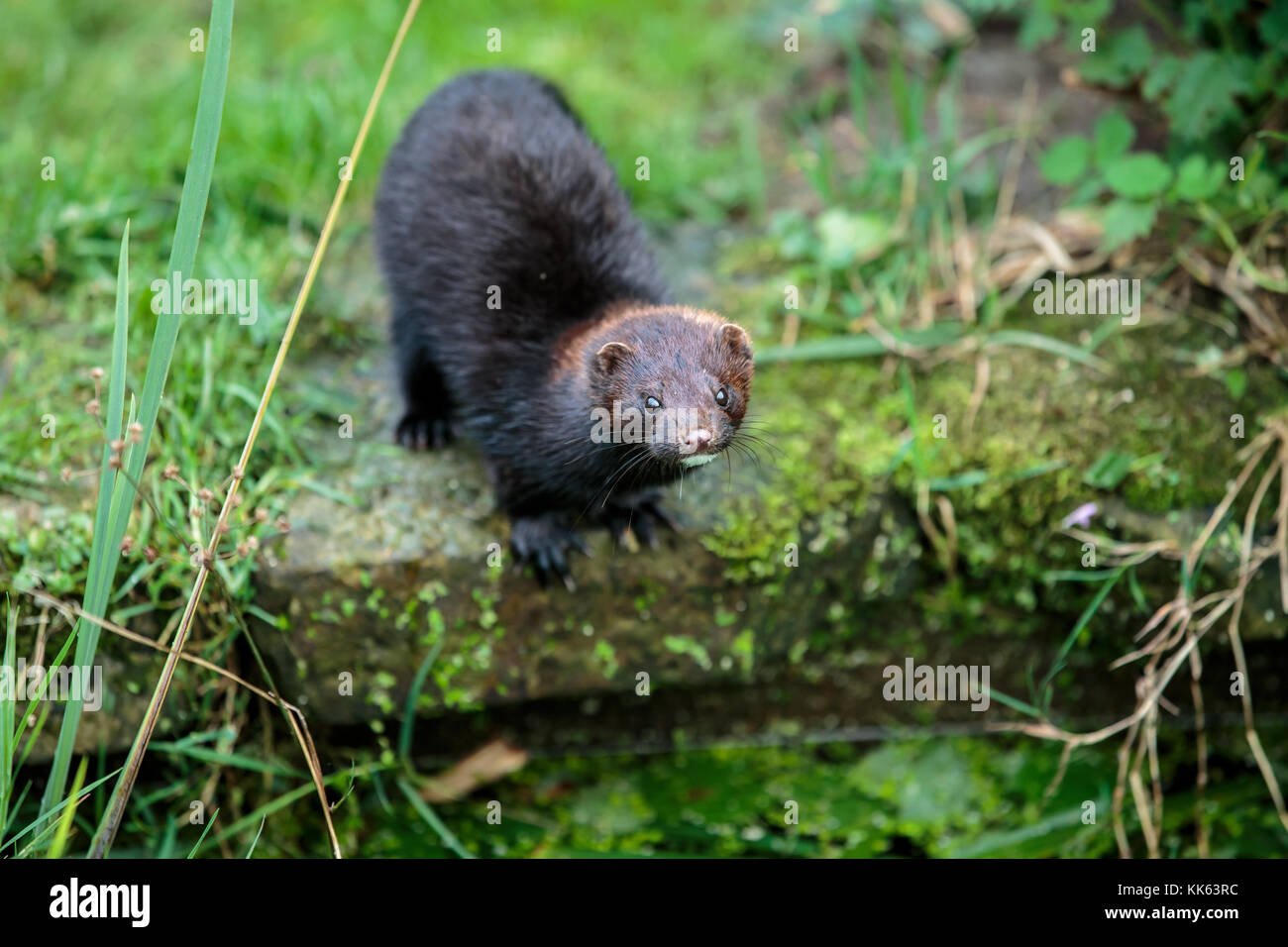 An European Polecat Stock Photo - Alamy