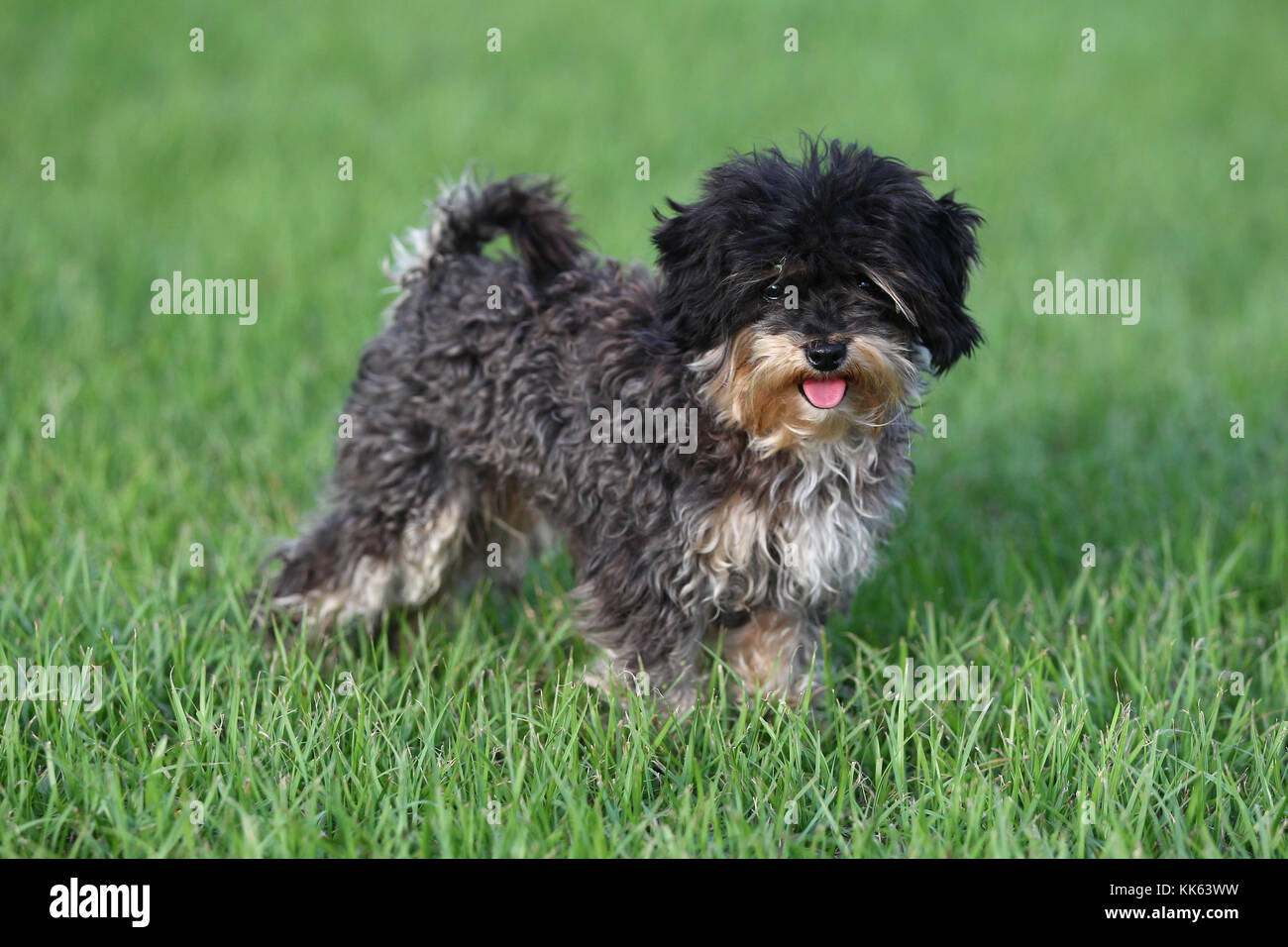 Yorkiepoo hi-res stock photography and images - Alamy