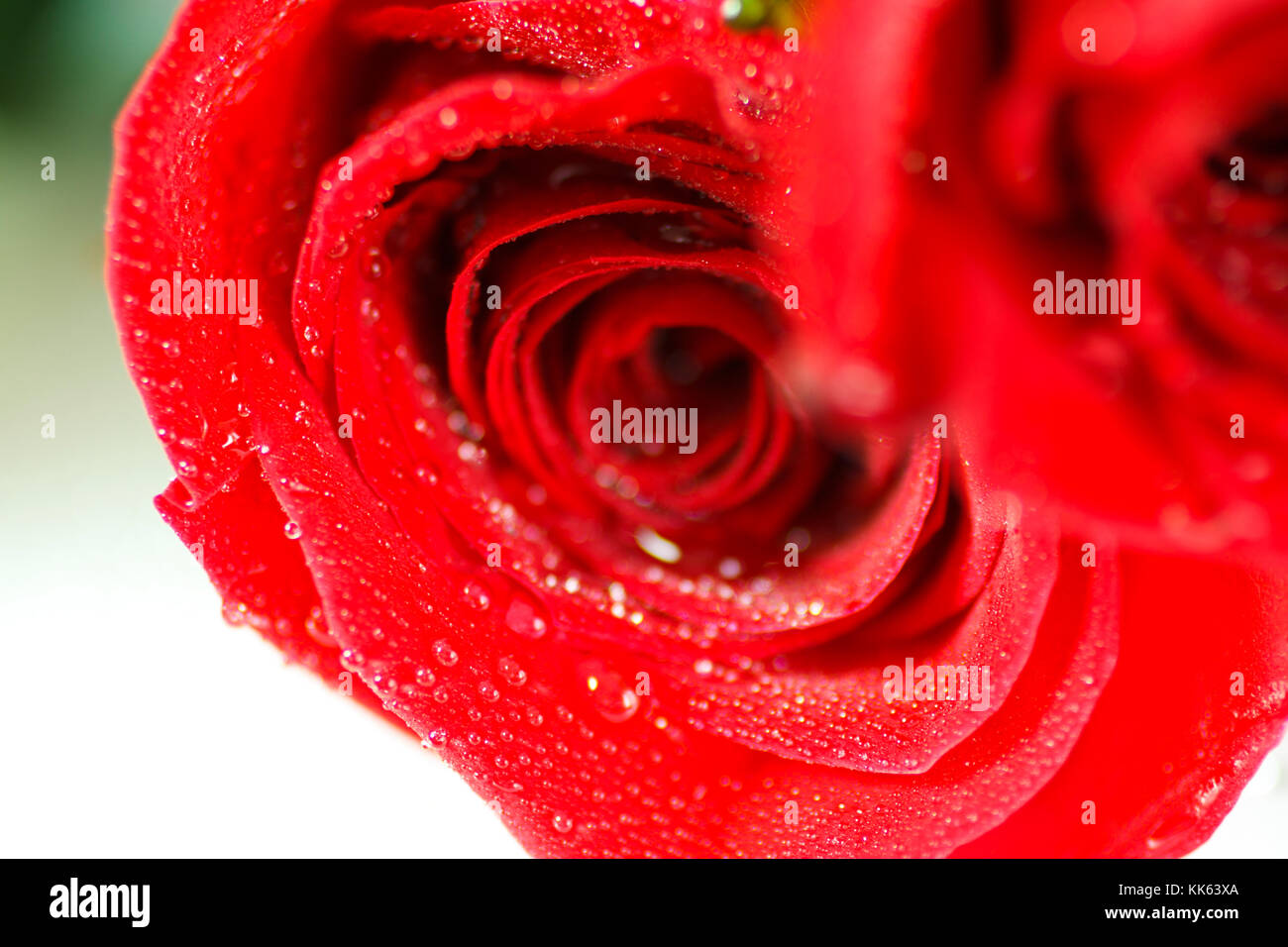 Short depth of field flower hi-res stock photography and images - Alamy