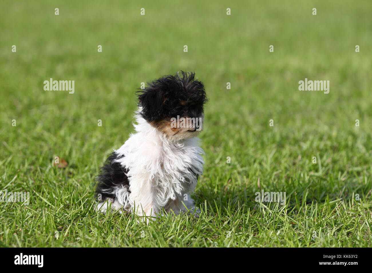 Yorkiepoo hi-res stock photography and images - Alamy