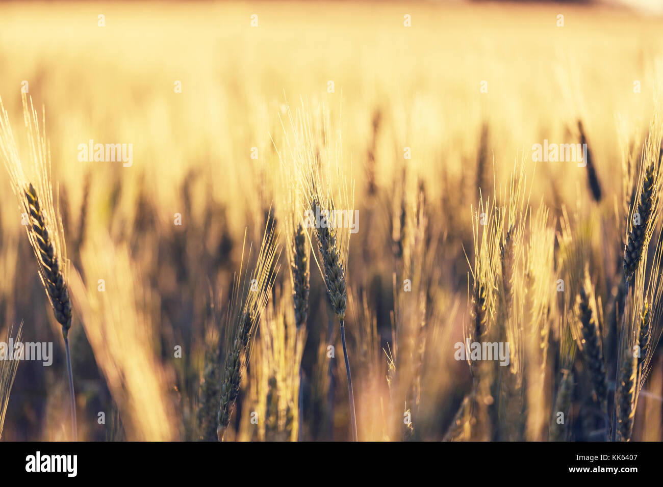 Wheat field, close up shot Stock Photo - Alamy