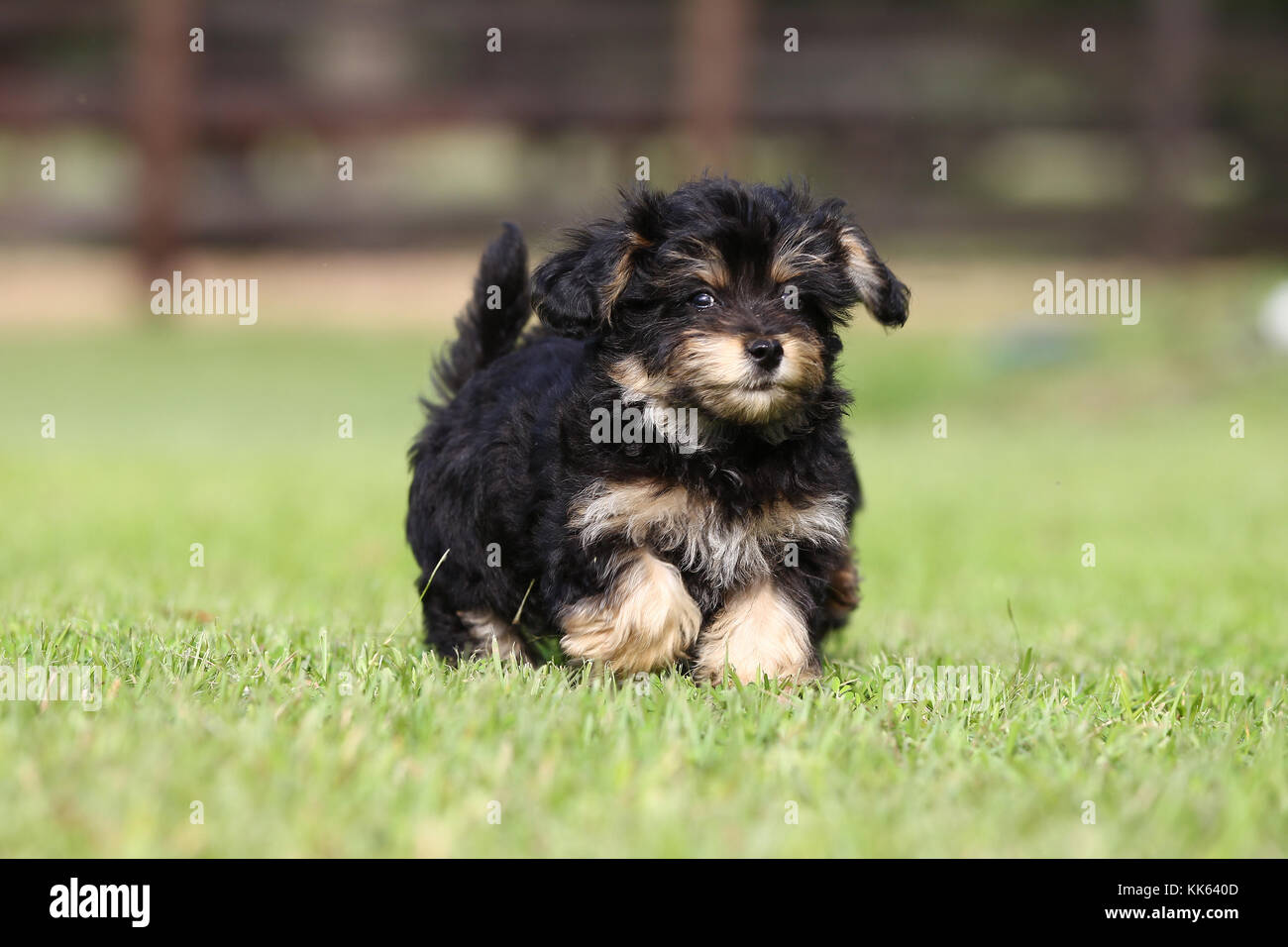 Yorkiepoo hi-res stock photography and images - Alamy