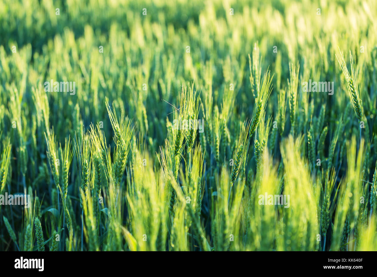 Wheat field, close up shot Stock Photo - Alamy