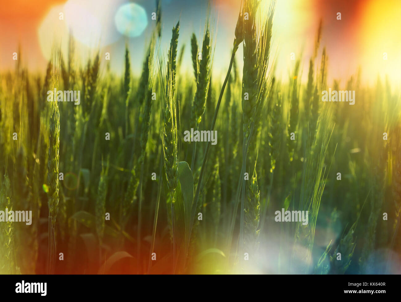 Wheat field, close up shot Stock Photo - Alamy