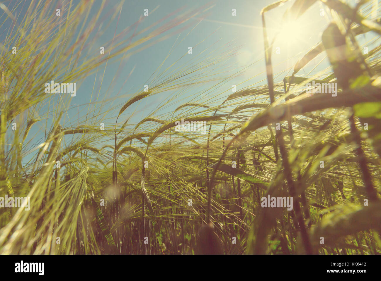 Wheat field, close up shot Stock Photo - Alamy