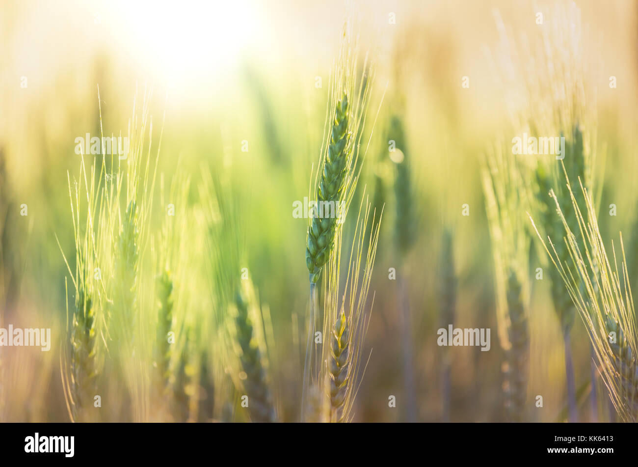 Wheat field, close up shot Stock Photo - Alamy