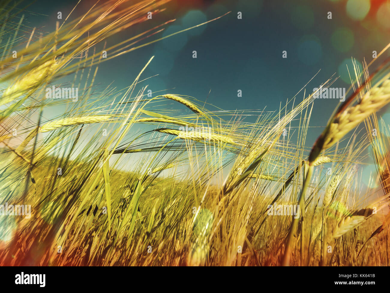 Wheat field, close up shot Stock Photo - Alamy