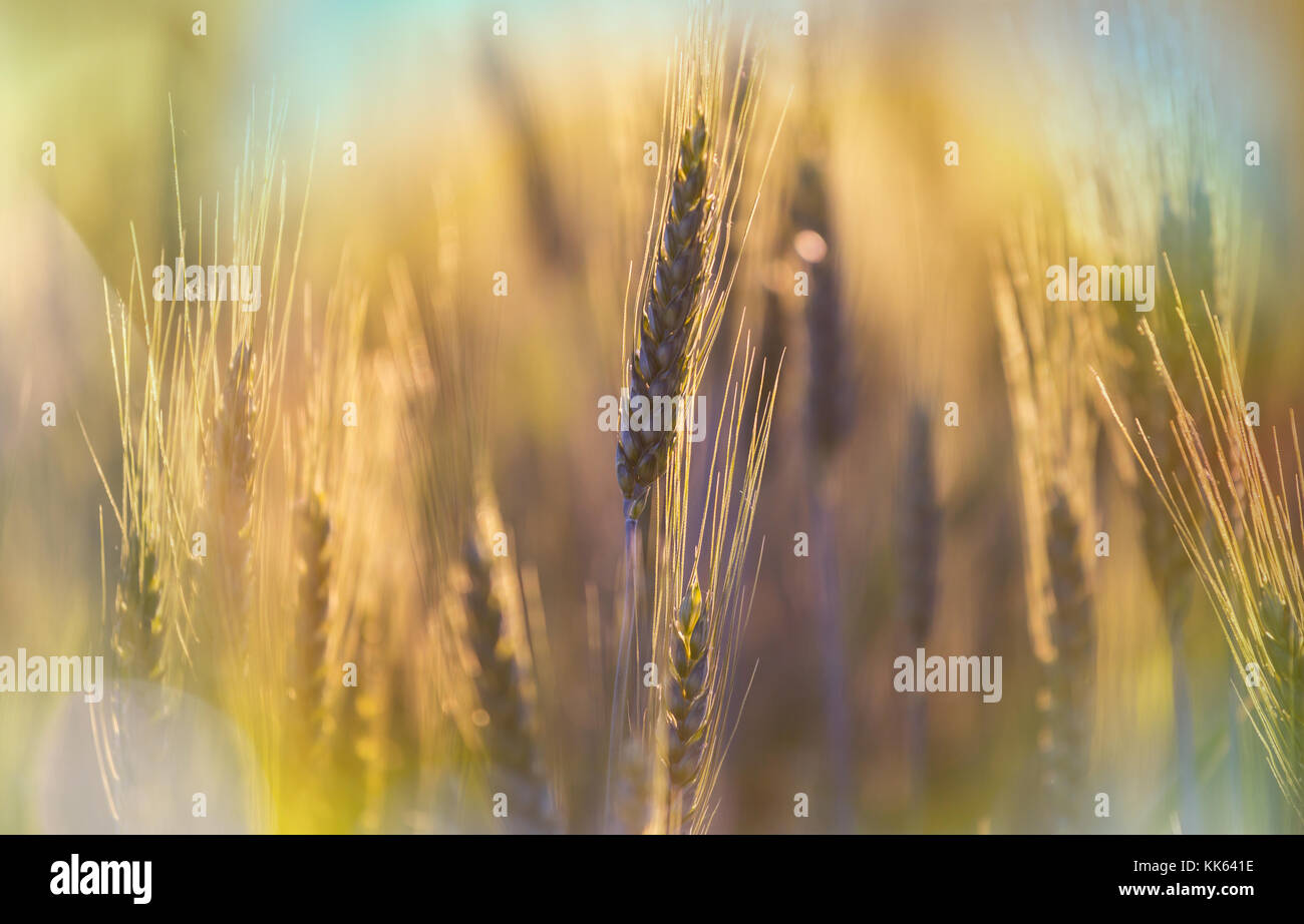 Wheat field, close up shot Stock Photo - Alamy