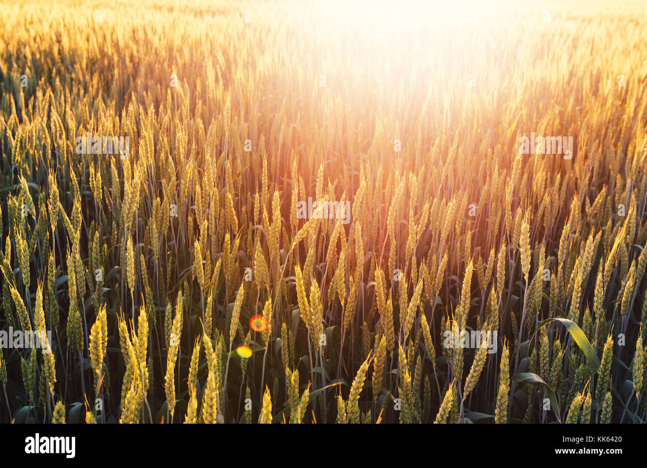 Wheat field, close up shot Stock Photo - Alamy