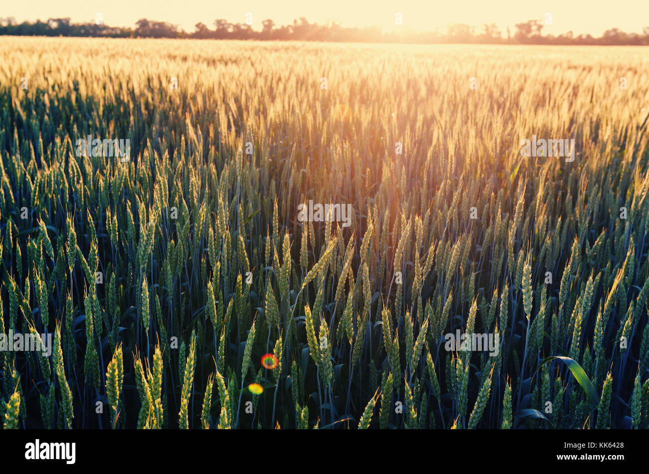 Wheat field, close up shot Stock Photo - Alamy