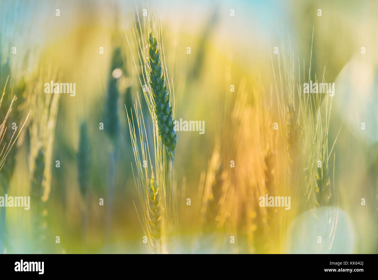 Wheat field, close up shot Stock Photo - Alamy