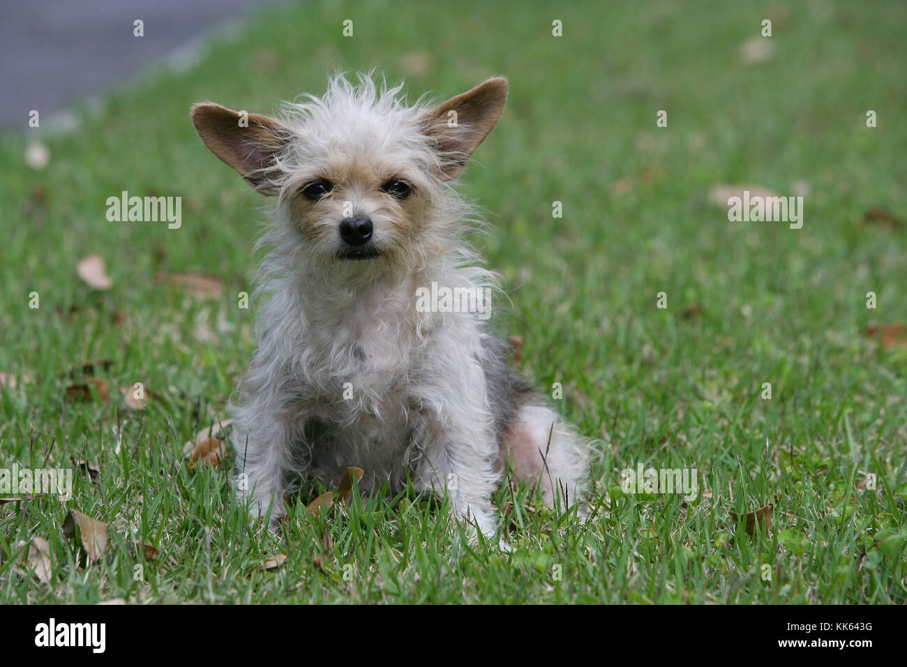 Yorkshire Terrier And Poodle Stock Photos & Yorkshire Terrier And ...