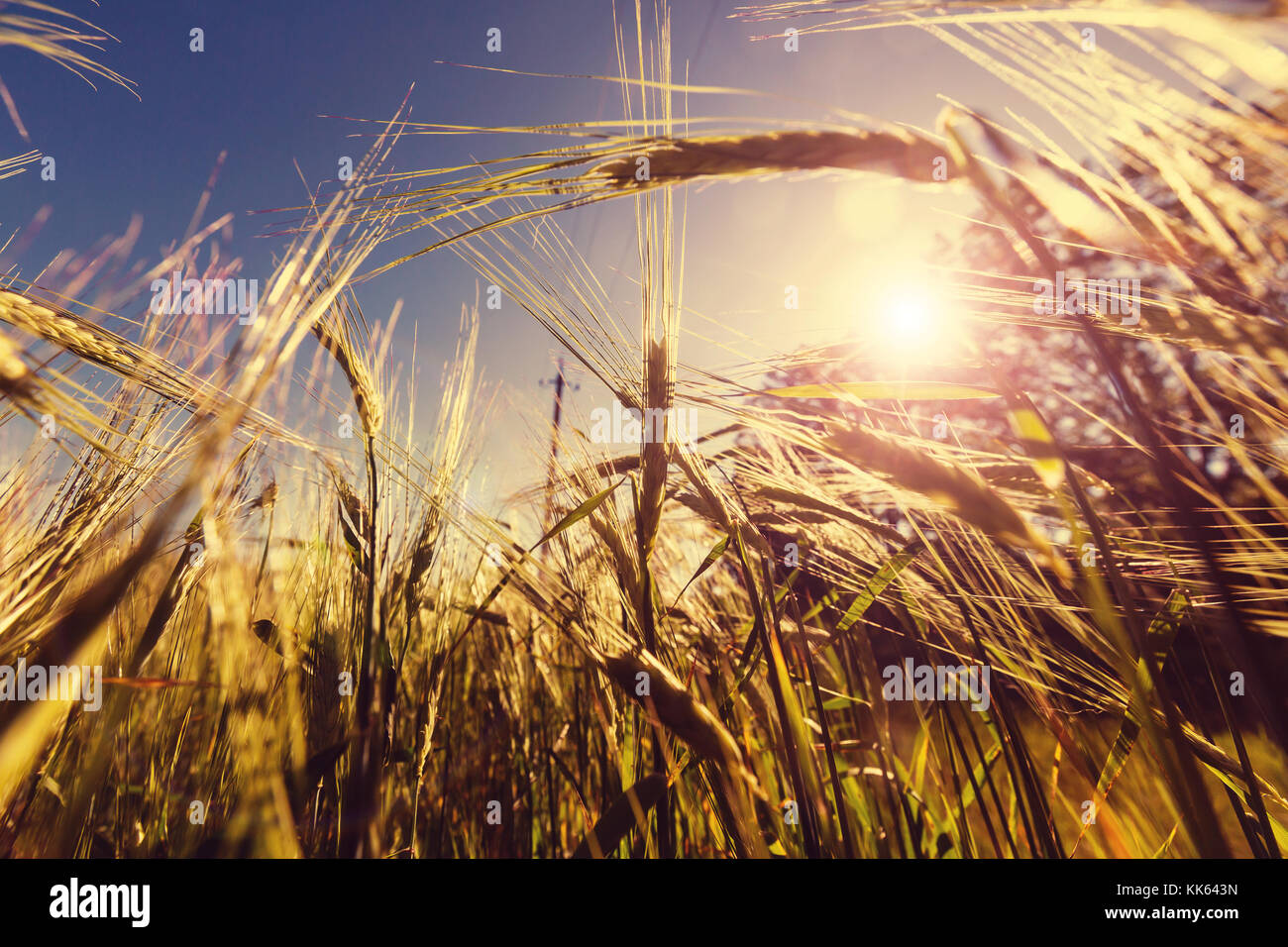 Wheat field, close up shot Stock Photo - Alamy