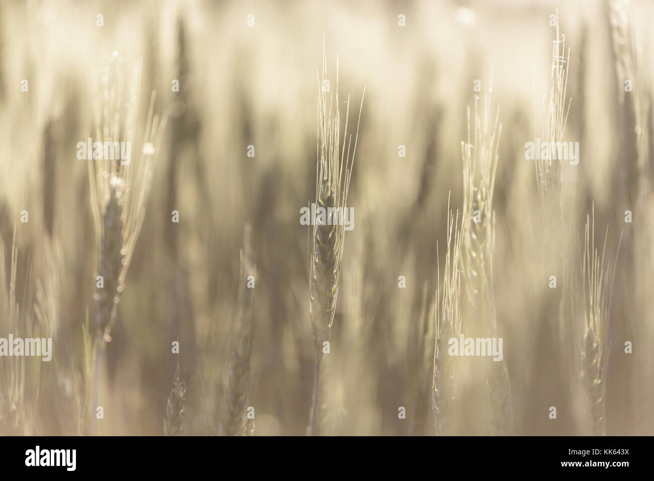 Wheat field, close up shot Stock Photo - Alamy