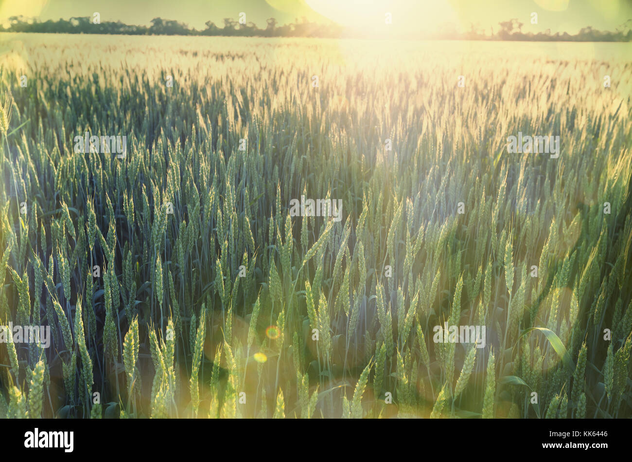 Wheat field, close up shot Stock Photo - Alamy