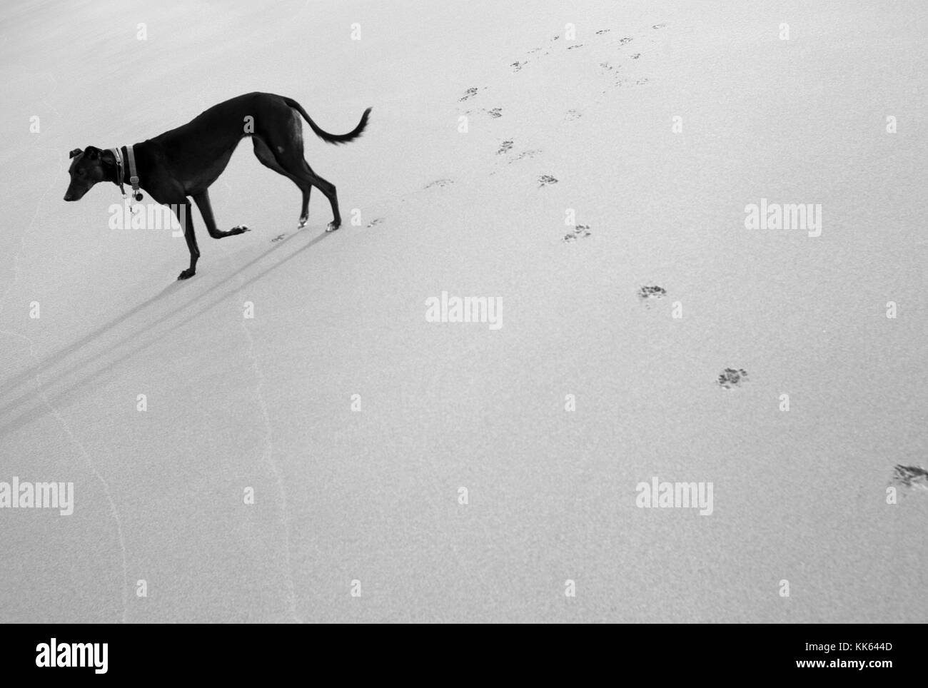 Greyhoung running free, Sango Sands, Durness, Scotland Stock Photo - Alamy