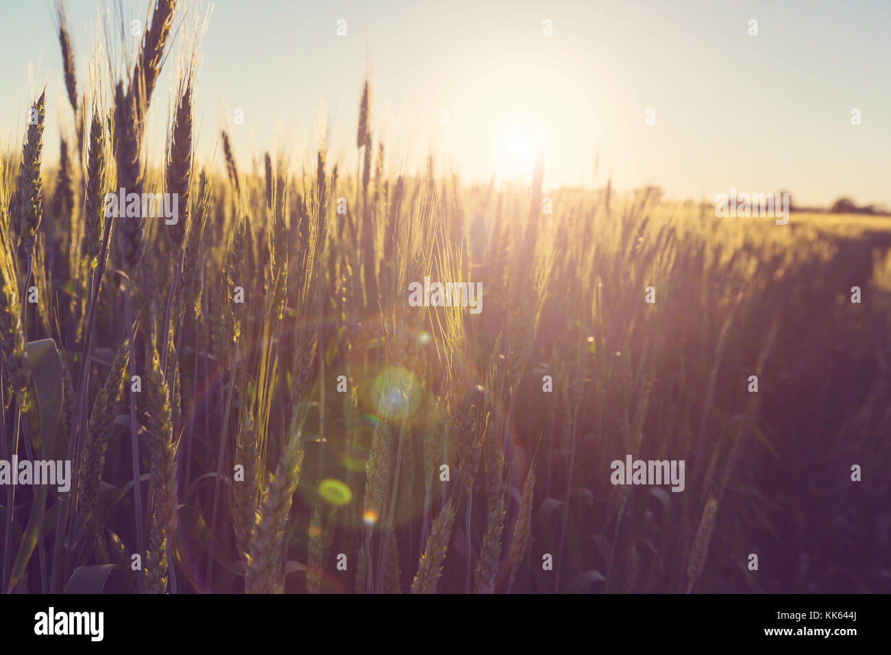 Wheat field, close up shot Stock Photo - Alamy