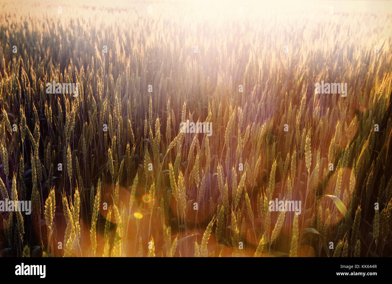 Wheat field, close up shot Stock Photo - Alamy