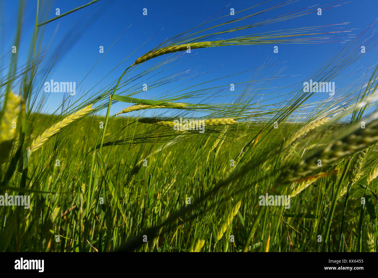Wheat field, close up shot Stock Photo - Alamy