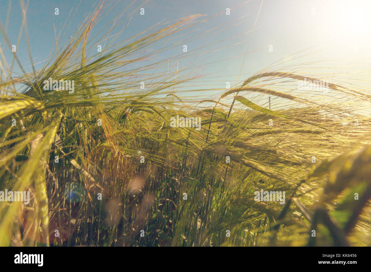 Wheat field, close up shot Stock Photo - Alamy