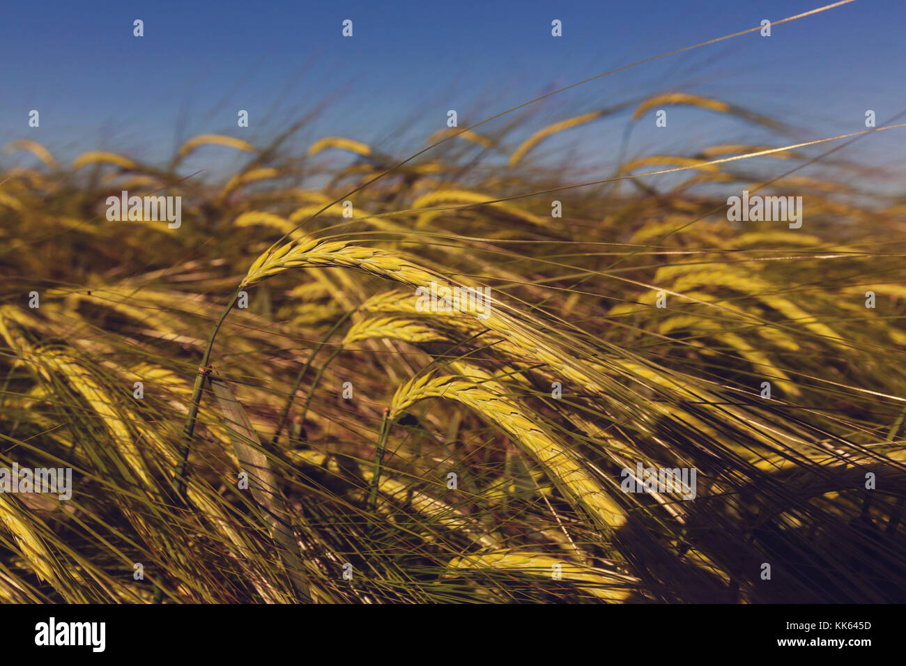Wheat field, close up shot Stock Photo - Alamy