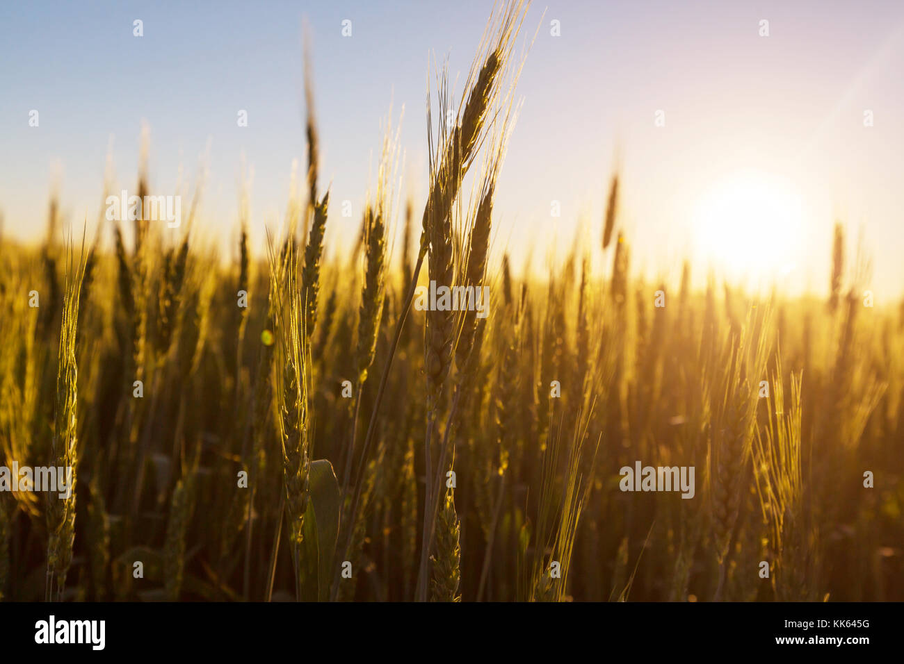 Wheat field, close up shot Stock Photo - Alamy