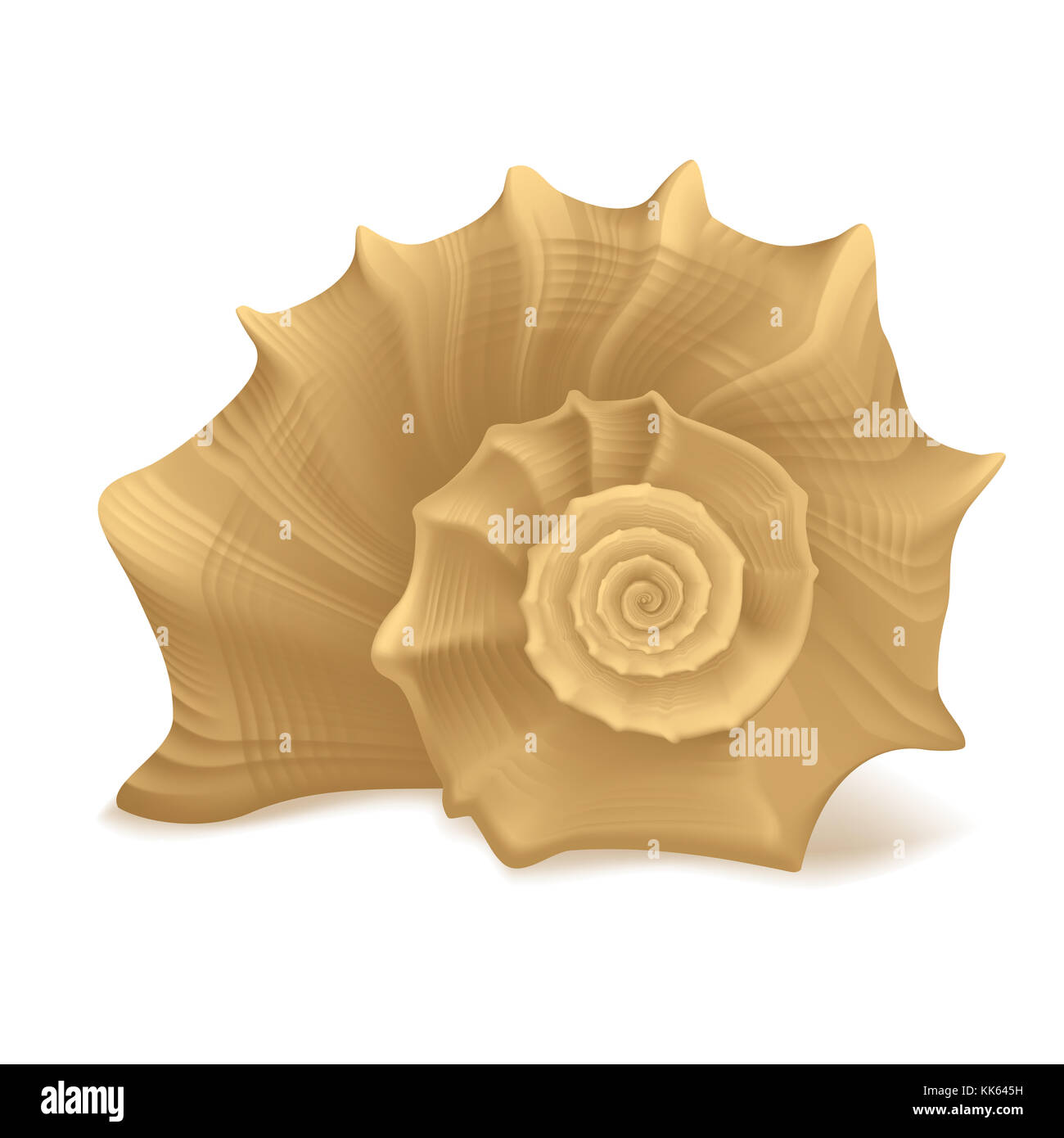 Spiral conch sea shell - Isolated on white background - Realistic ...
