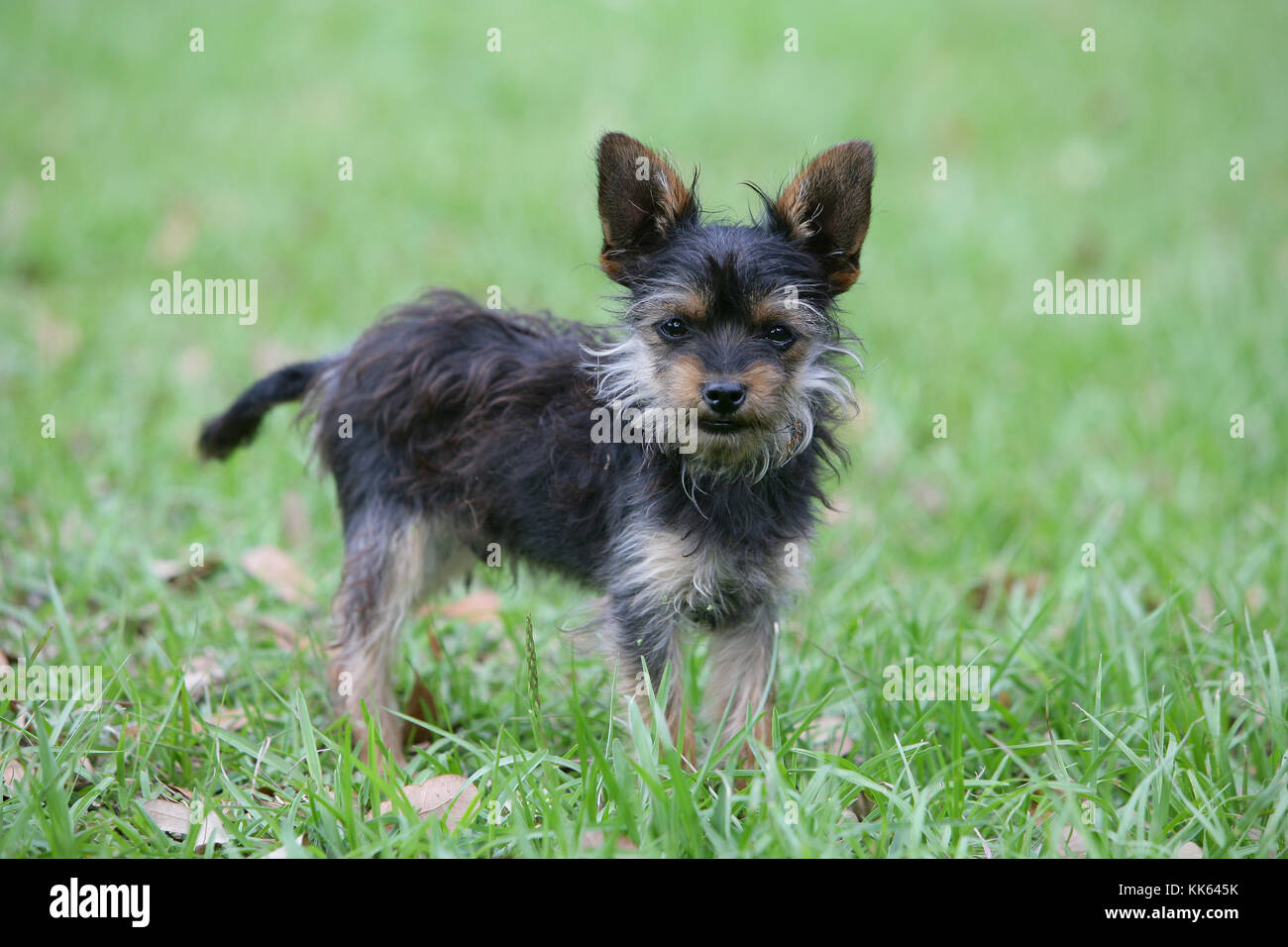 Yorkiepoo High Resolution Stock Photography and Images - Alamy