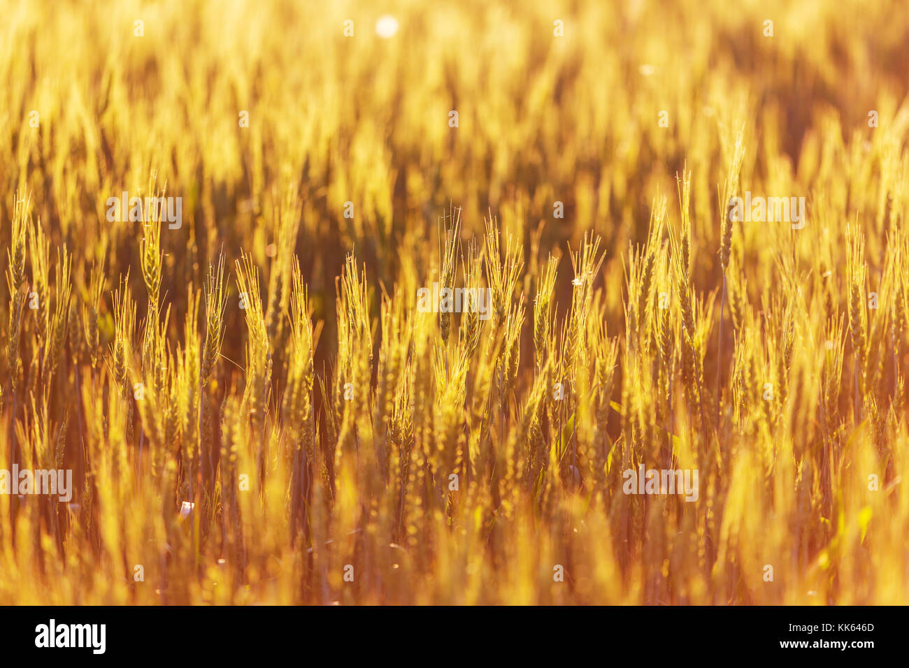 Wheat field, close up shot Stock Photo - Alamy