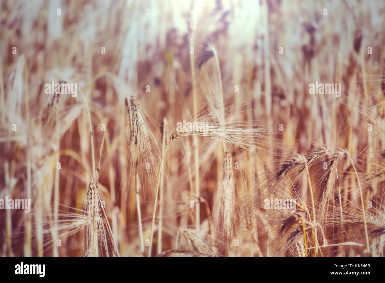 Wheat field, close up shot Stock Photo - Alamy