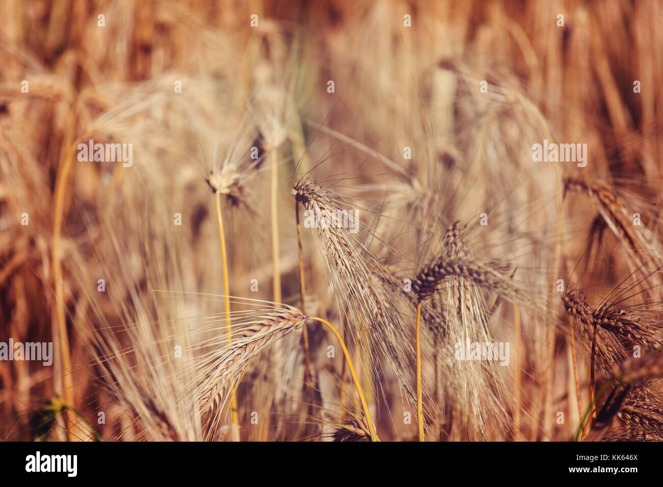 Wheat field, close up shot Stock Photo - Alamy