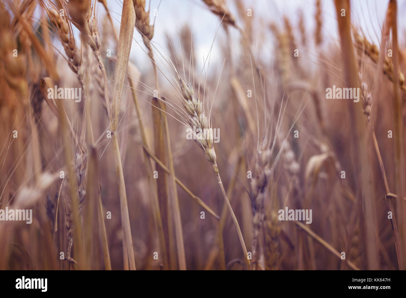 Wheat field, close up shot Stock Photo - Alamy