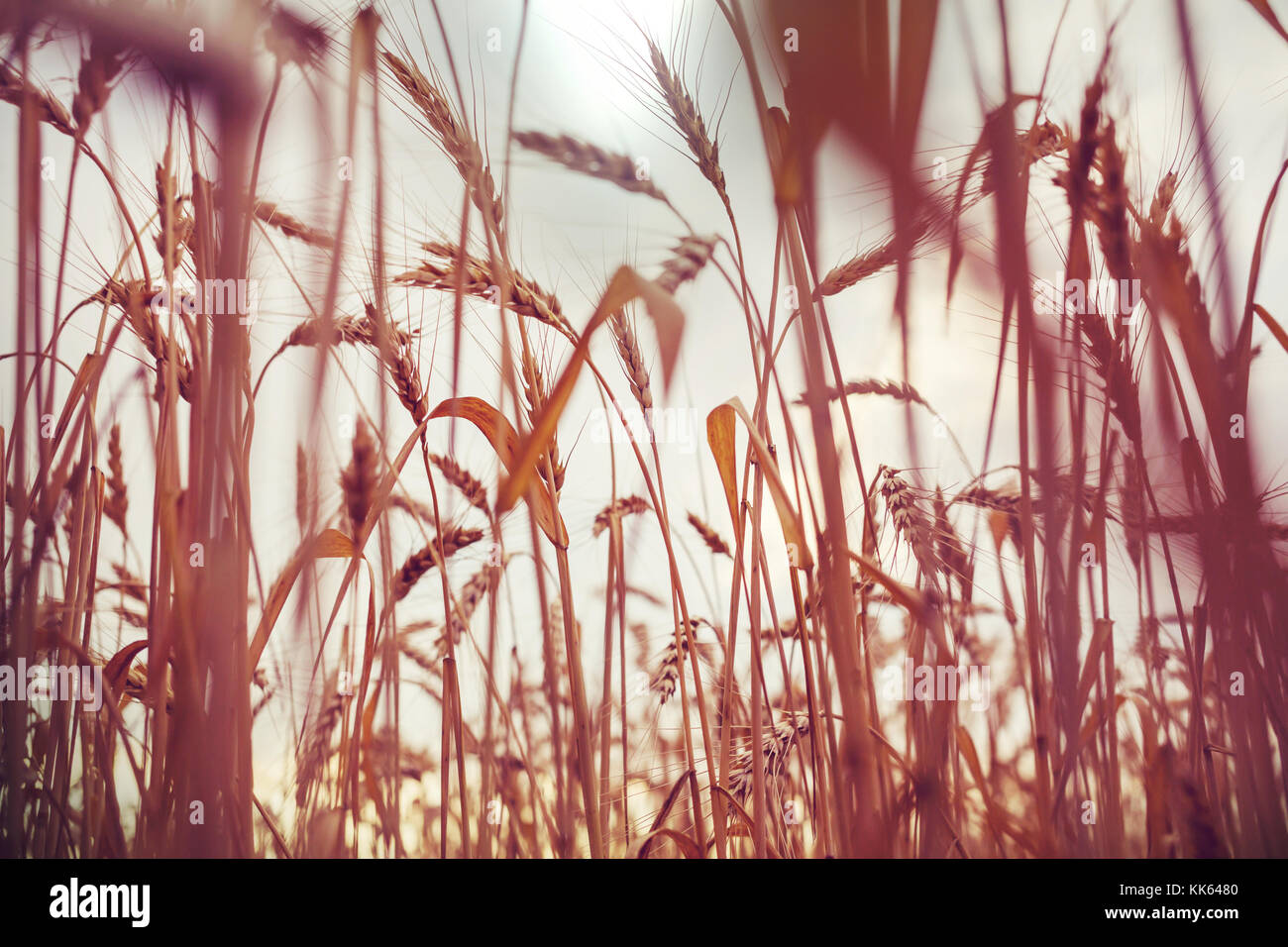 Wheat field, close up shot Stock Photo - Alamy