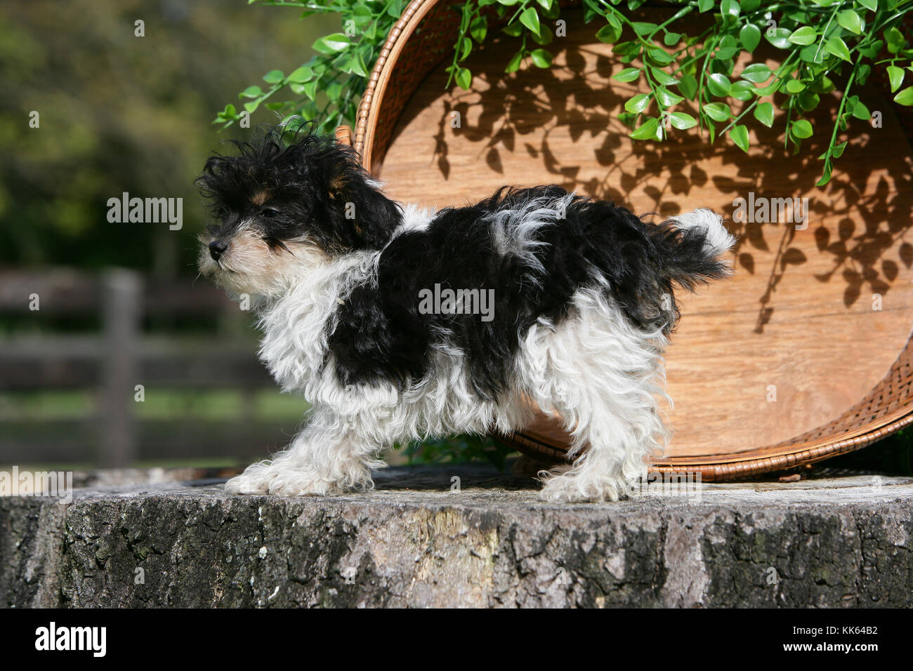 Yorkiepoo hi-res stock photography and images - Alamy