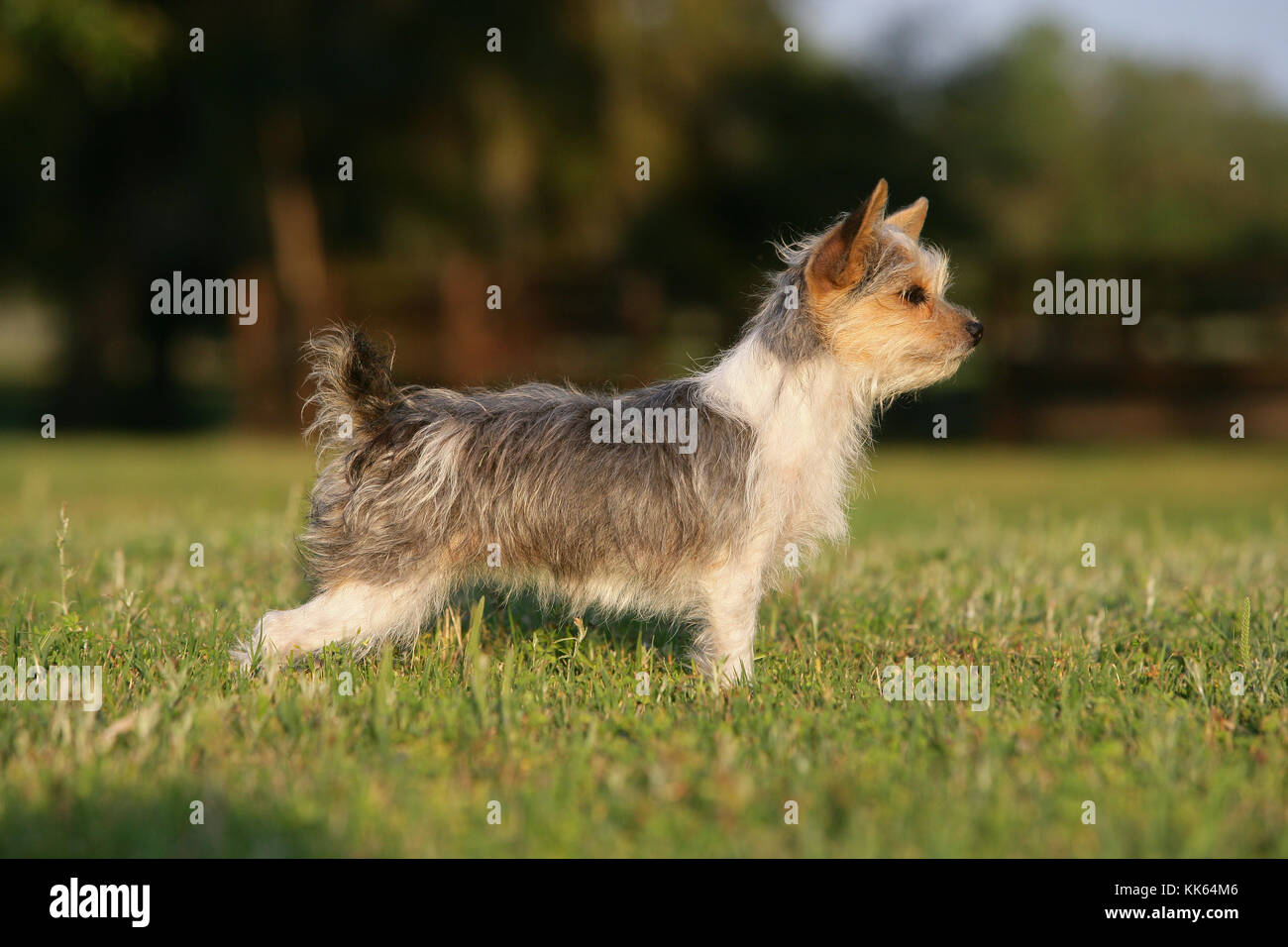 Yorkiepoo hi-res stock photography and images - Alamy