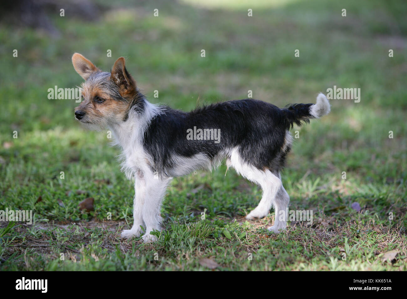 Do Yorkie Poos Have Tails