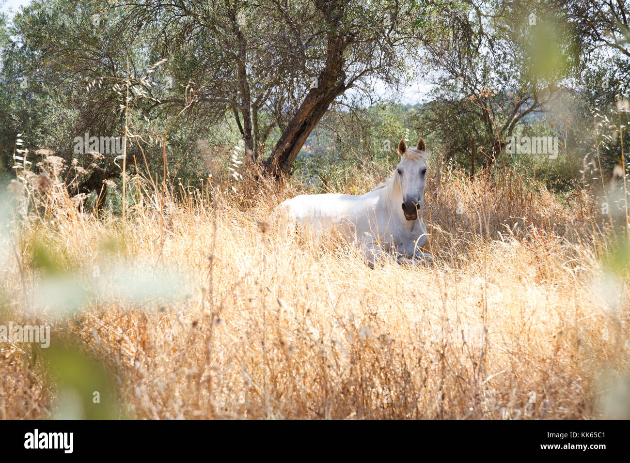 White horse resting in field in a sunny day Stock Photo - Alamy