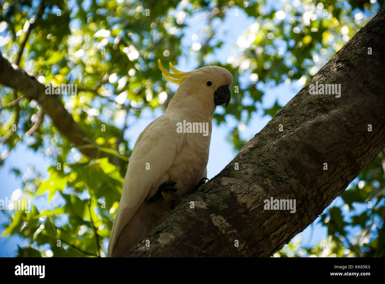 Parrot tree hi-res stock photography and images - Alamy