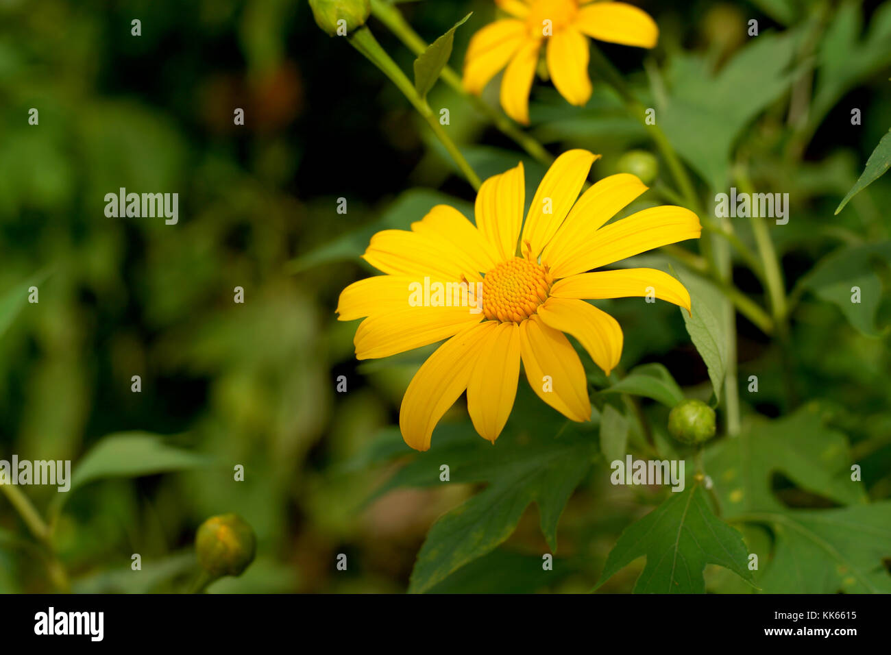 Beautiful mexican sunflower nitobe chrysanthemum hi-res stock ...