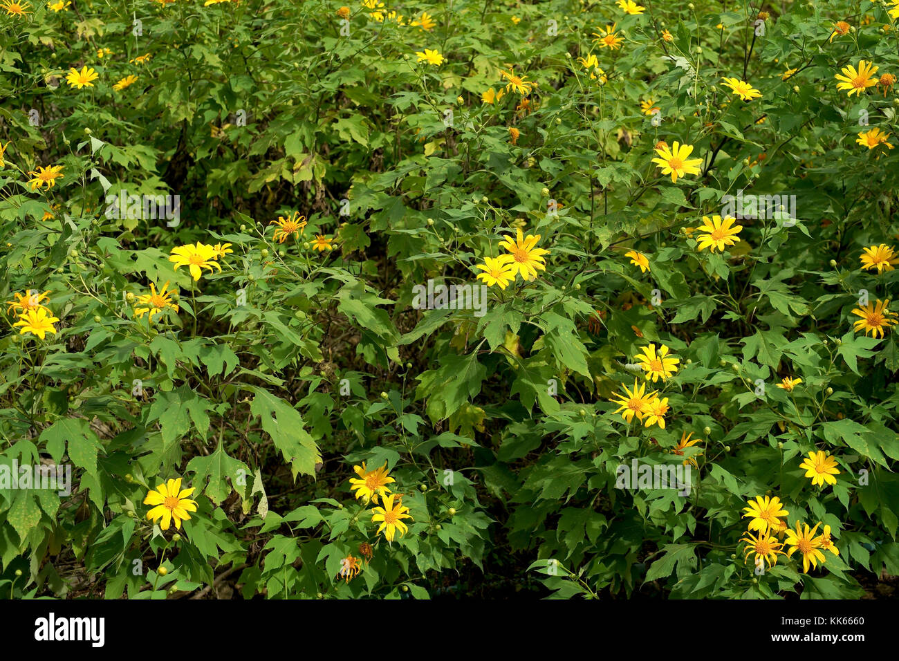 beautiful nitobe chrysanthemum flower or mexican sunflower Stock Photo ...